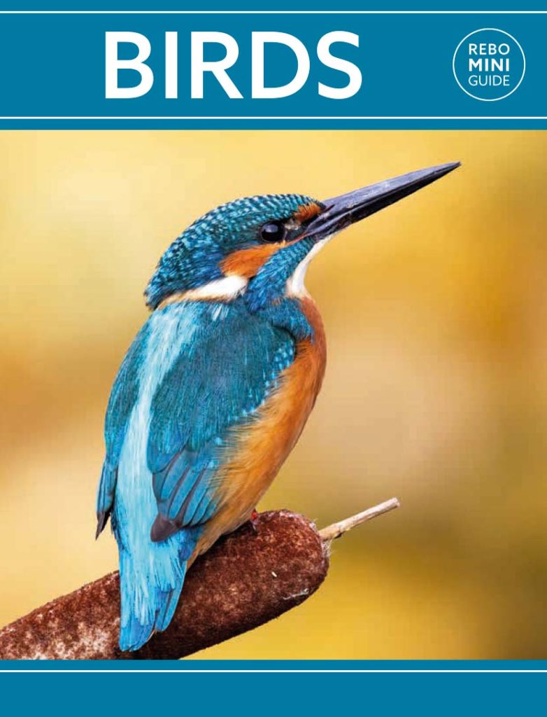 Mini Guides: Birds – REBO International